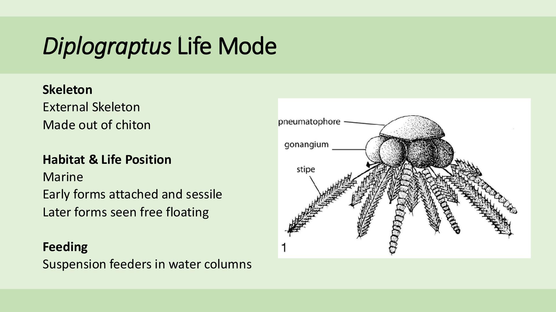 Diplograptus - Speaker Deck