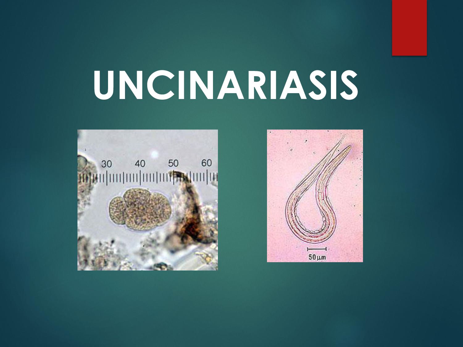 PARASITOSIS INTESTINALES_I_Y_II_.pdf - Speaker Deck
