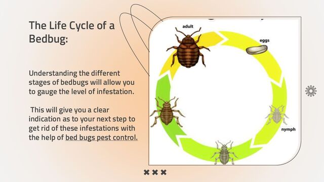 All That You Need To Know About the Bedbug Life Cycle. - Speaker Deck