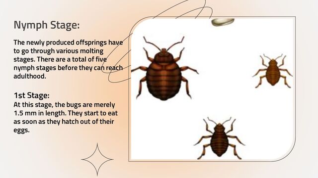 All That You Need To Know About the Bedbug Life Cycle. - Speaker Deck