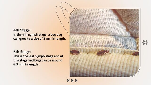 All That You Need To Know About the Bedbug Life Cycle. - Speaker Deck